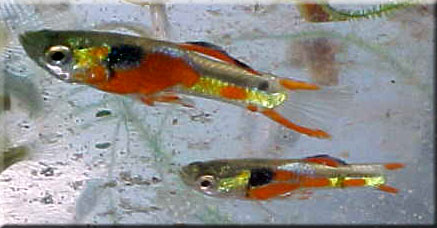 Various types of Endlers | Guppies Onli