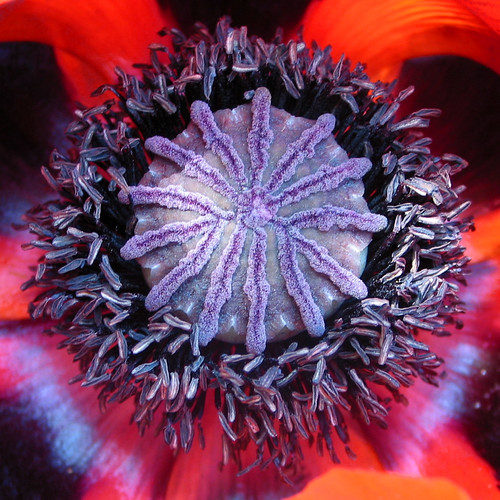 poppy | Morgaine LeFaye