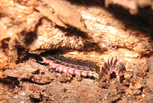 Glow worms under a log – April 9 2008 | Camp Naturalist