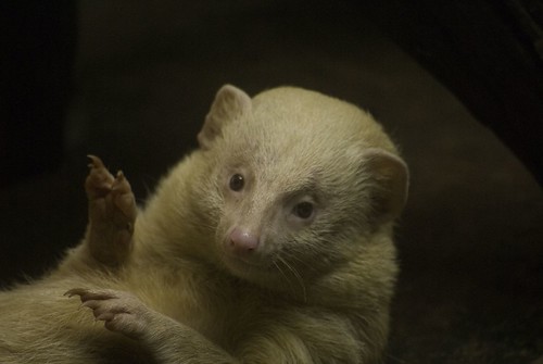 Mongooses | Directionless Bones