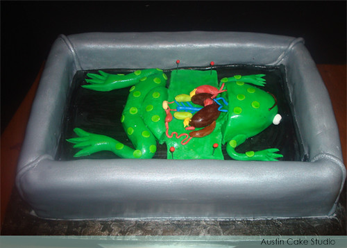 Dissected Frog Cake | Austin Cake Studio