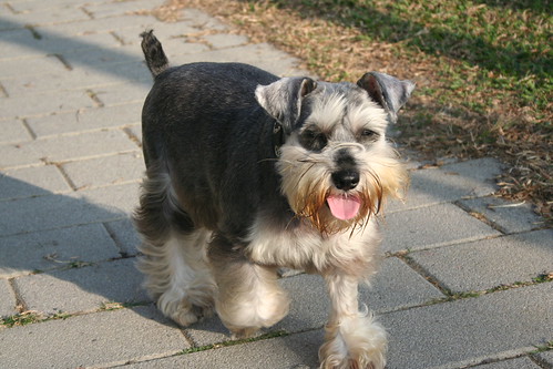 About Dolito: The Beginning | * Dolito