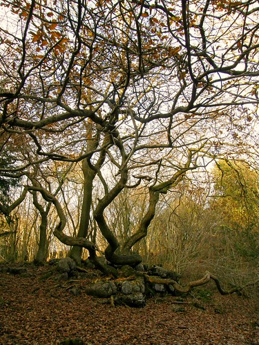 Crooked Tree Competition – Beating The Bounds