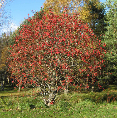 The magical Rowan tree | Rambling on...