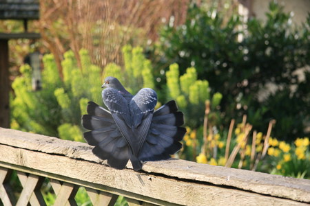 April | 2009 | Pigeon Blog