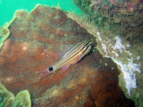 Cardinalfish | Reef fishes of Singapore
