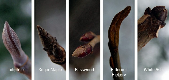 Tree Identification: Buds and branching patterns | Ohio Outdoors and ...