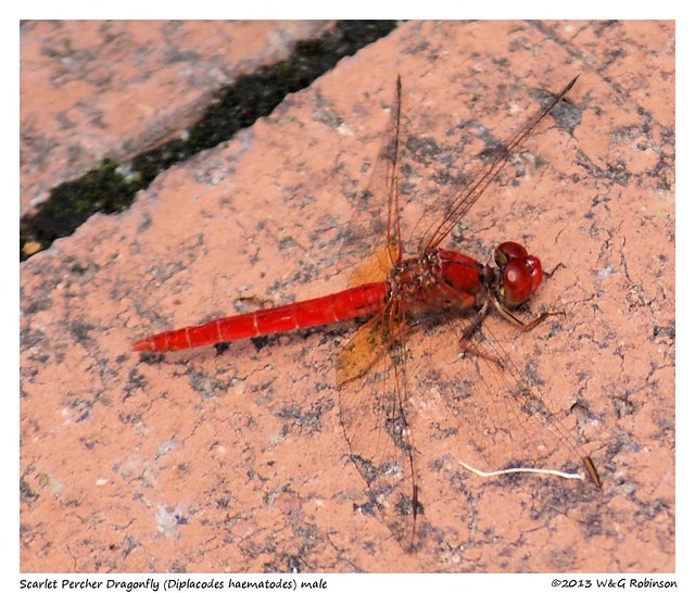 Scarlet Percher (Diplacodes haemotodes) – male | (Mostly) Blue ...