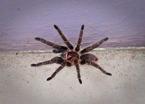 Huge Tarantula Invades Our Home, Haitians Everywhere Flee | On the Goat ...