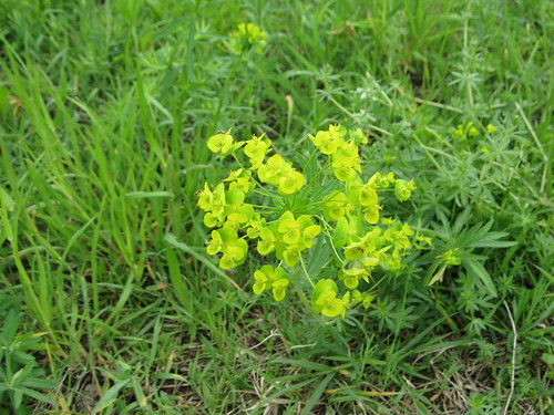 Iarba verde de acasa « Ghiocel07