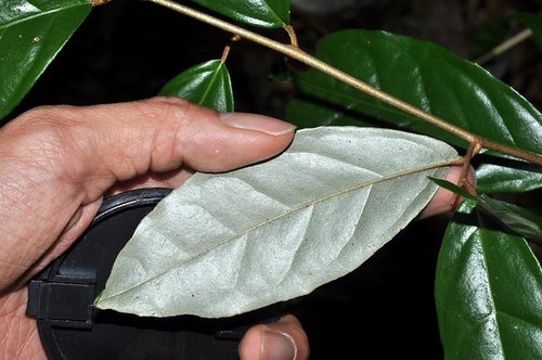 Elaeagnus triflora (Elaeagnaceae) | Leaf Whispering in the Tropics