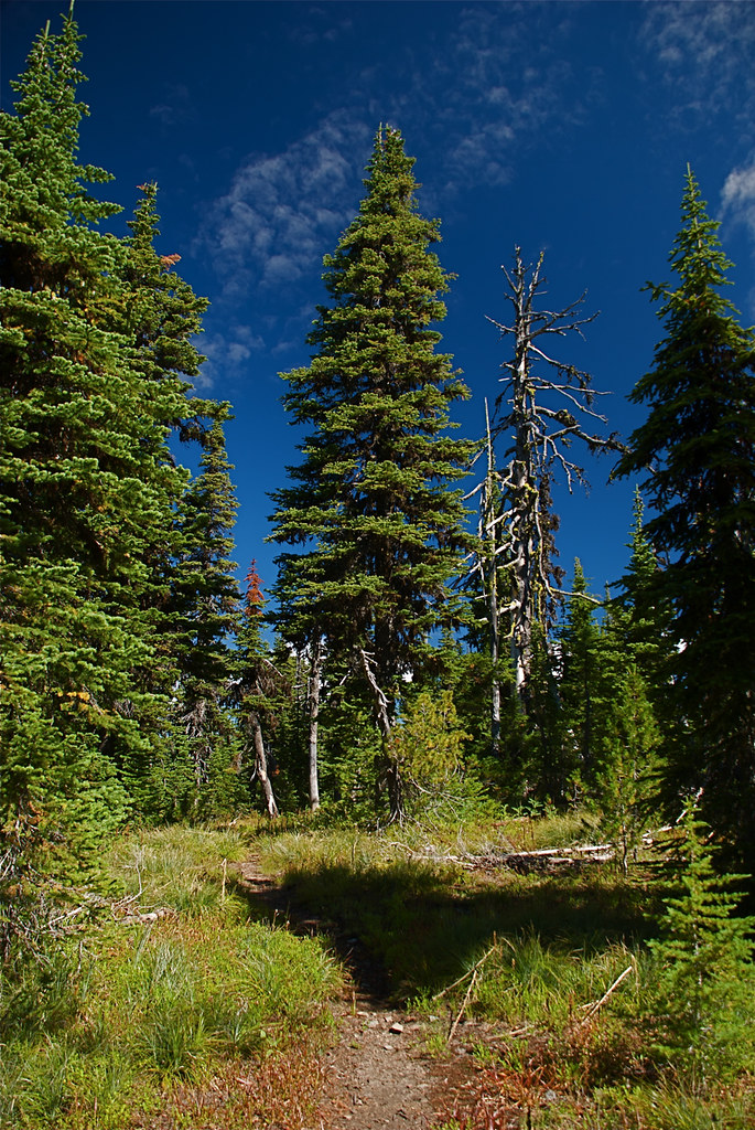 Mount Silcox | Montana Outdoors