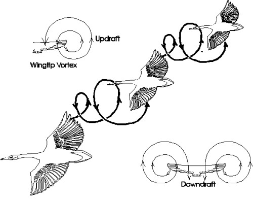 #2 Why geese fly in V-formation | Naturalist J's Blog