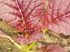 Alla ricerca del verde sul Piano di Magadino | Il blog della Fattoria ...
