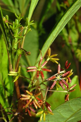 Dodonaea triquetra (Sapindaceae) | Leaf Whispering in the Tropics