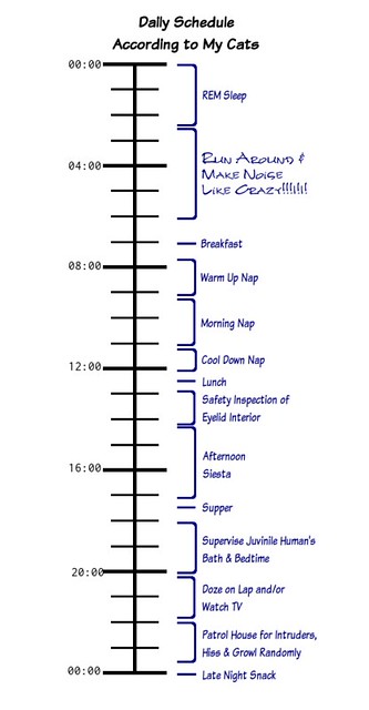 Daily Schedule, According to My Cats | Mr. Guilt's Blog