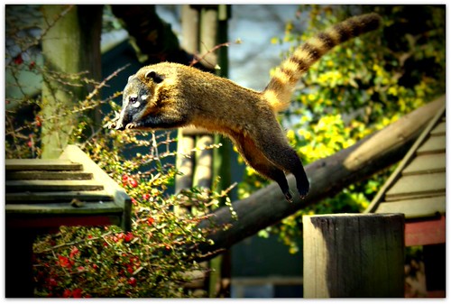 Coati Jump | Lifelovework Blog