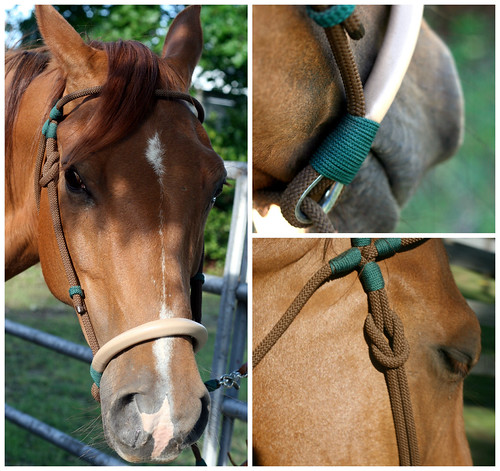 Rank No Bit Bridle Review | From Hey! to Horses