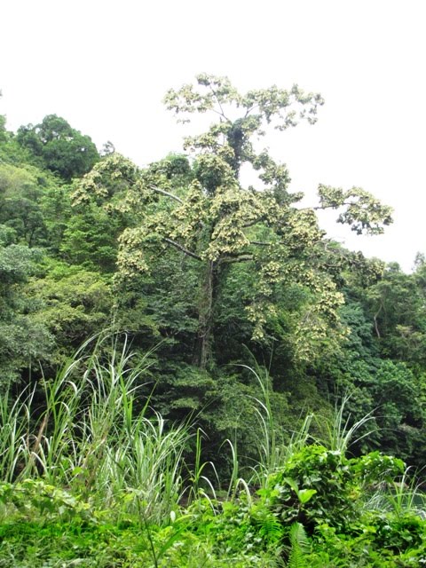 Jetti’s ‘Agents of Change’ Give Back to the Environment, Planting 400 ...