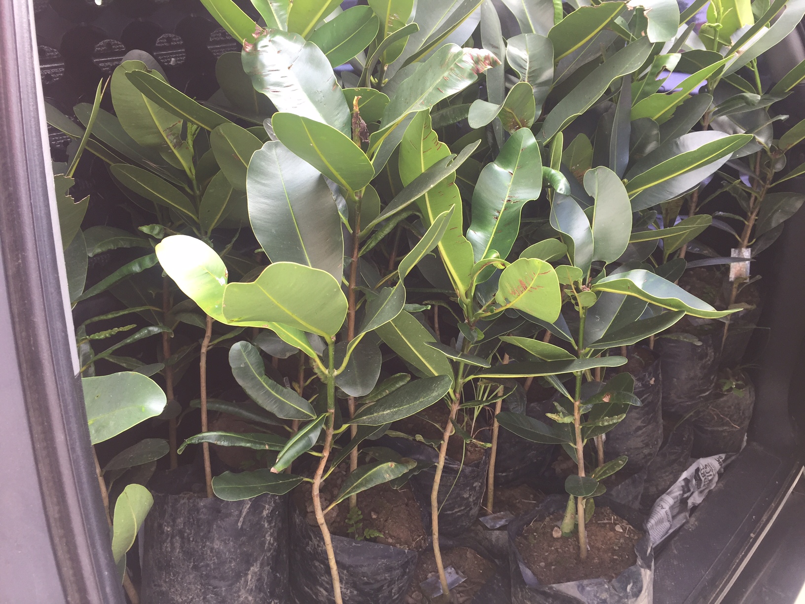 4000 Students Plant 800 Trees in 22 Hagonoy Public Schools to Tackle ...