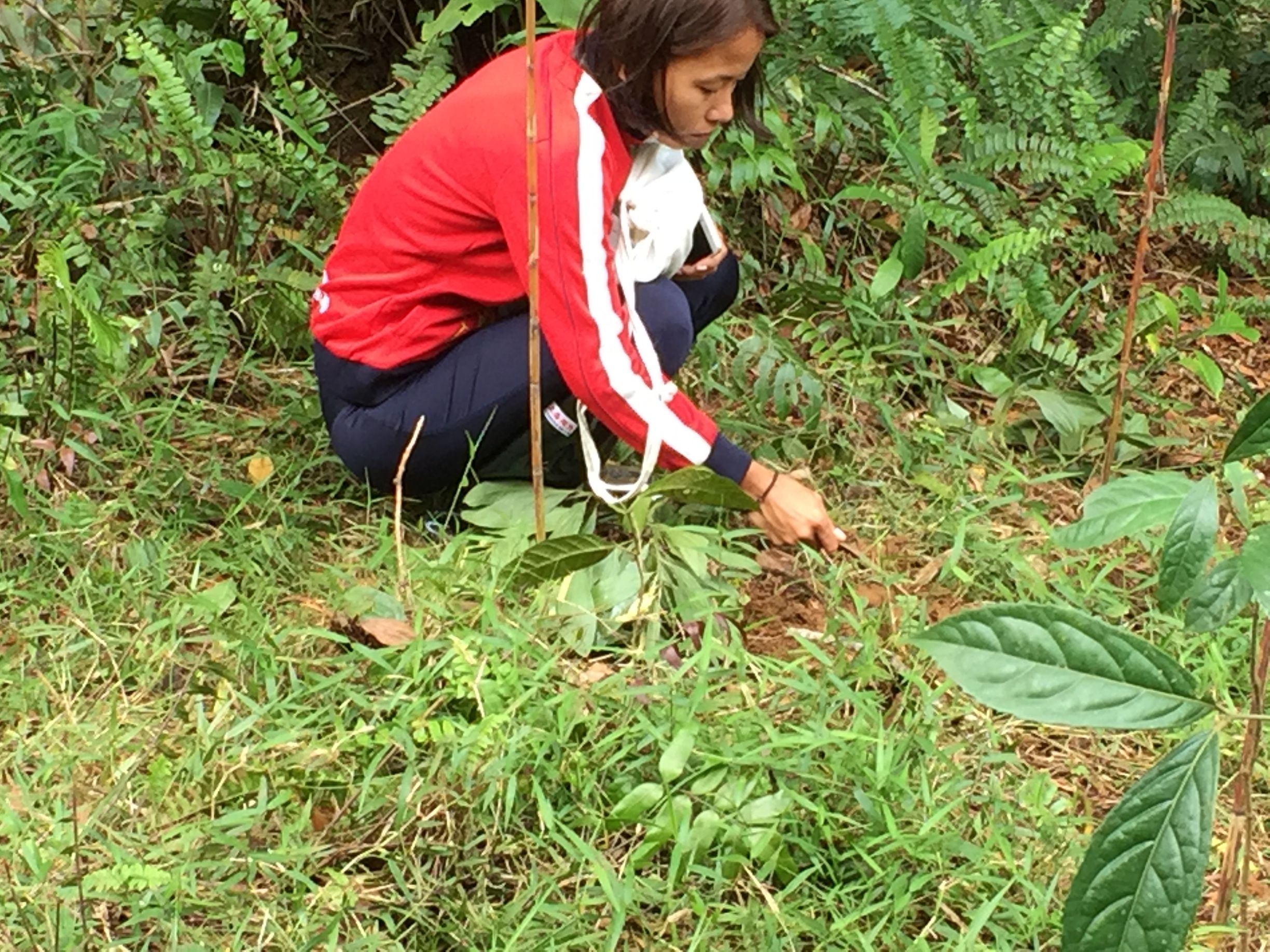 One Birthday, 20 Volunteers, 300 Trees: What Trees Teach us About ...