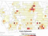 Prairie Rattlesnake Montana Field Guide