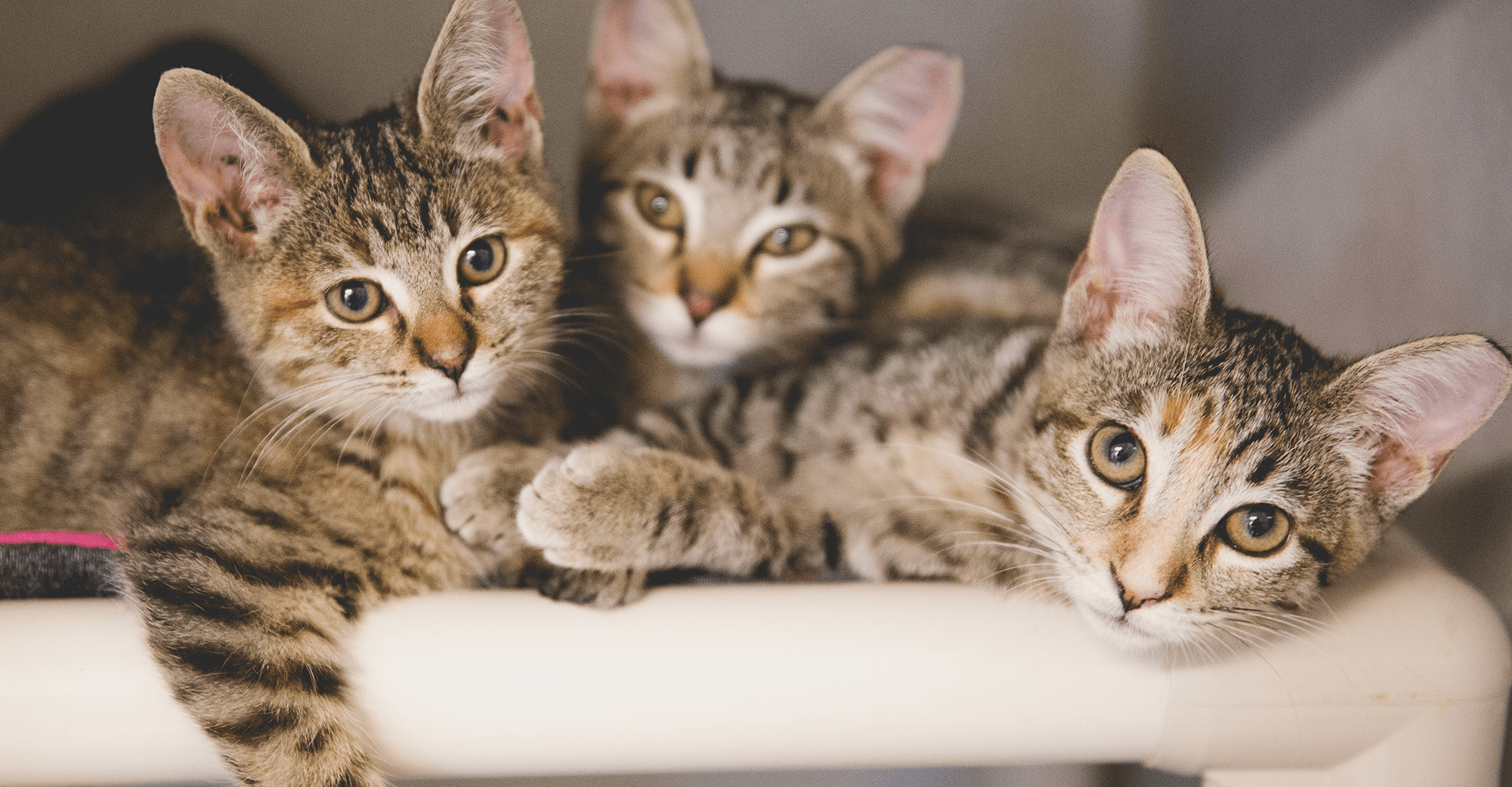 Johnson Park (Lever Avenue) - FieldHaven Feline Center