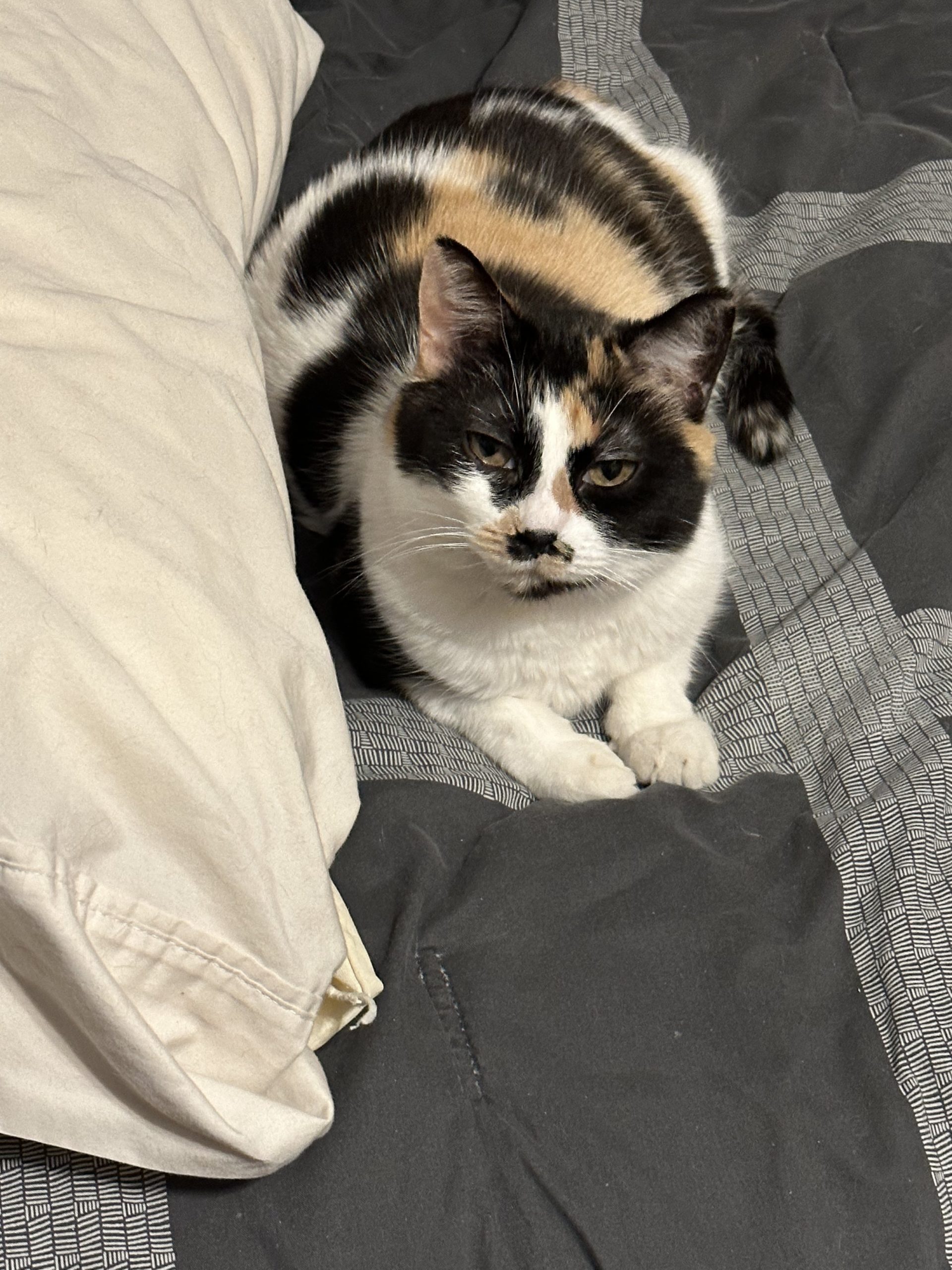 Cats Sleep on SFF: Downbelow Station | File 770