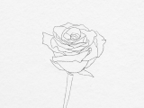 How To Draw A Realistic Rose Step By Step Easy Infoupdate Org
