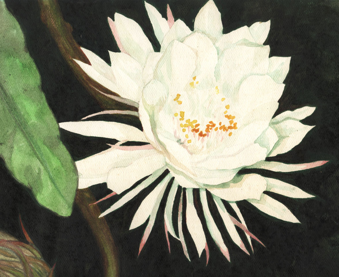 cereus flower | firedancer67