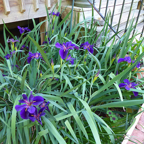Ground Iris - Fire Safe Marin