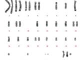 Cell Line Characterization Creative Bioarray