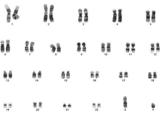 Cell Line Characterization Creative Bioarray