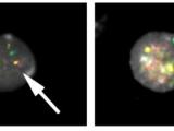 Cell Line Characterization Creative Bioarray