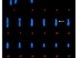 Cell Line Characterization Creative Bioarray