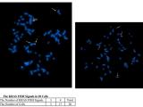 Cell Line Characterization Creative Bioarray