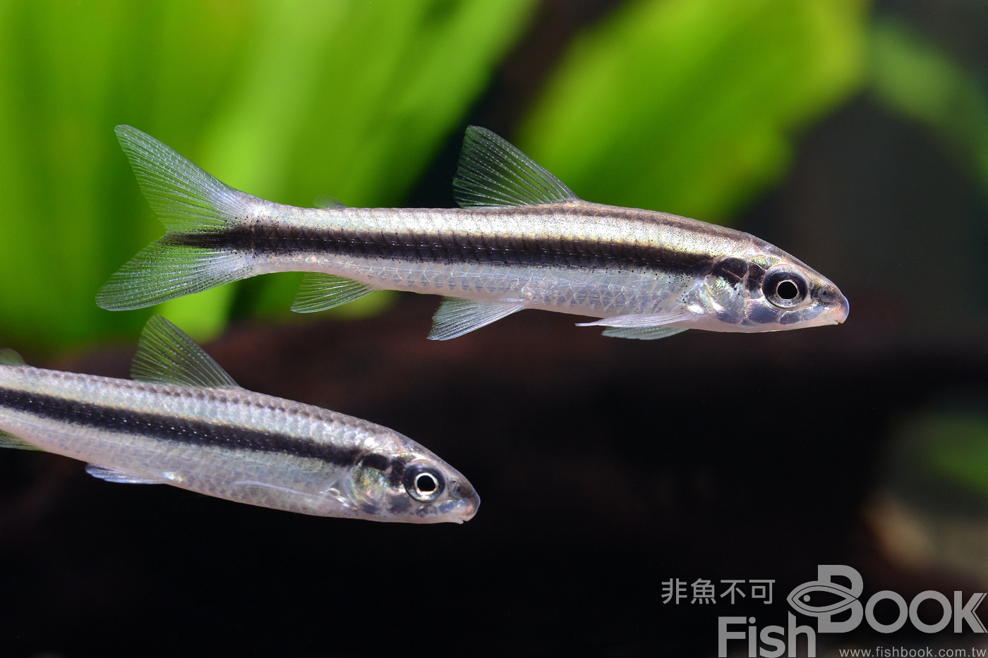 2019 年 10 月新魚快訊 - FISHBOOK