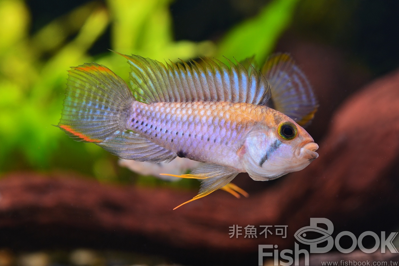 2022 年 7／8 月新魚快訊 - FISHBOOK