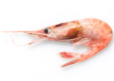 Northern Shrimp: first casualty of New England warming water ...