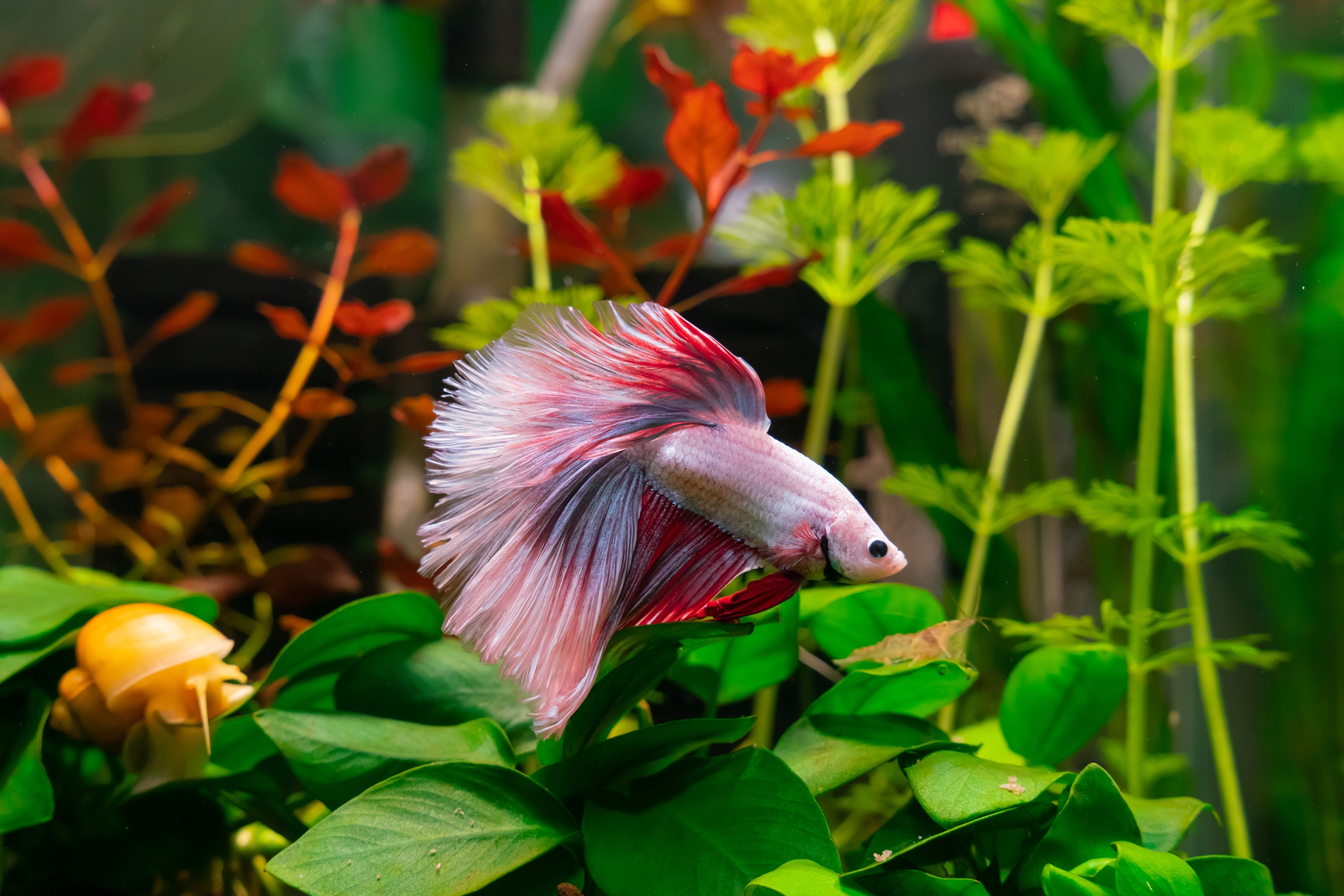 The Definitive List Of Compatible Fish For A Betta Fish Tank ...