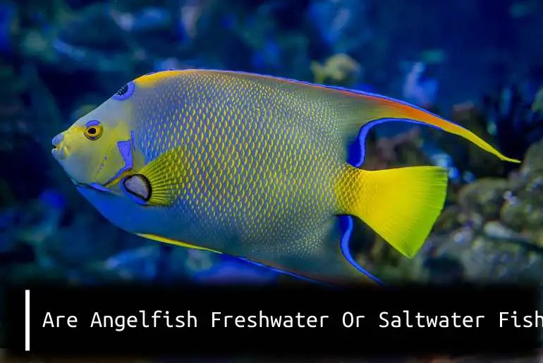 Do Angelfish Have Teeth? - Fish Keeping Guide