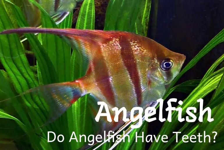 Do Angelfish Have Teeth? - Fish Keeping Guide