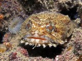 Toadfish Poison