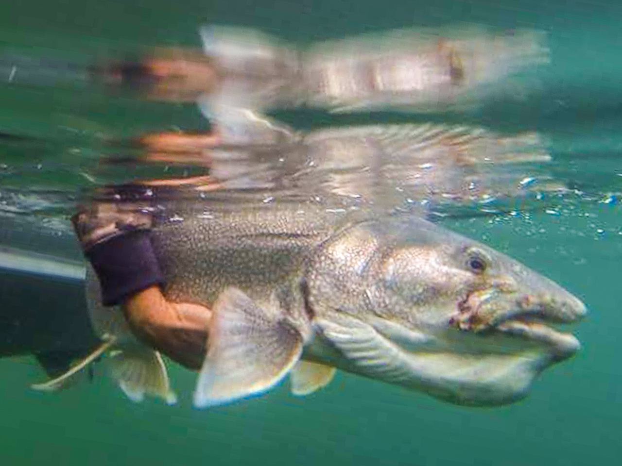 Fish’N The Arctic | Fish'n Canada
