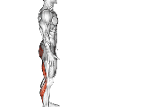 Standing Hamstring Stretch Proper Form With Pictures