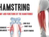Hamstring Anatomy Structure Function And Training Tips