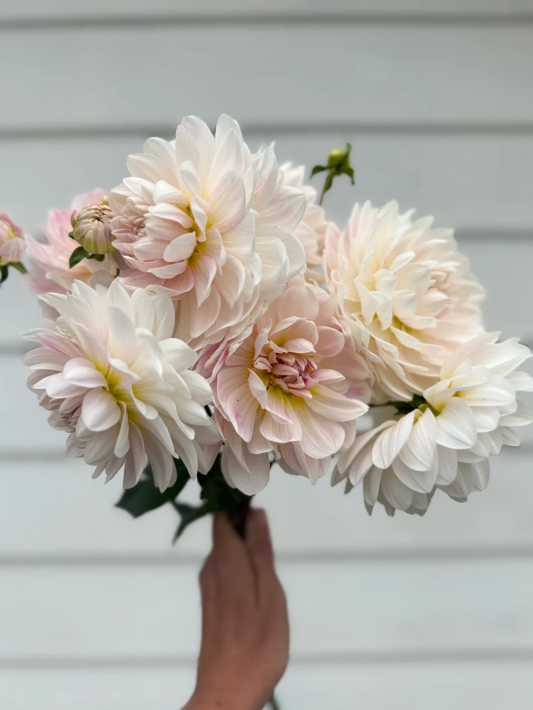 Dahlia Kelgai Ann Five Acres Flower Farm