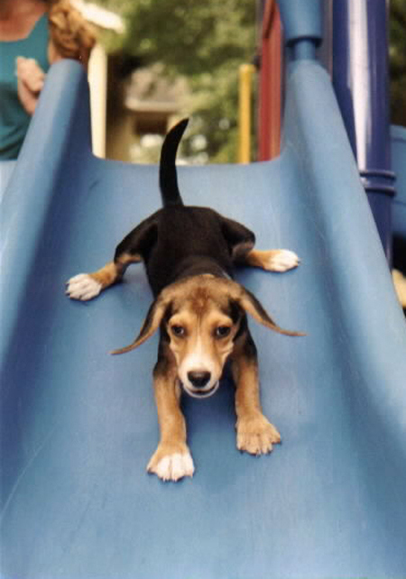 Dogs On Slides