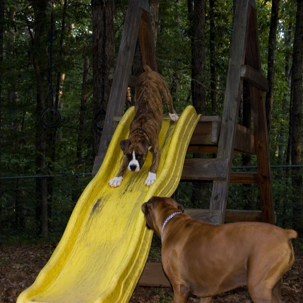 Dogs On Slides