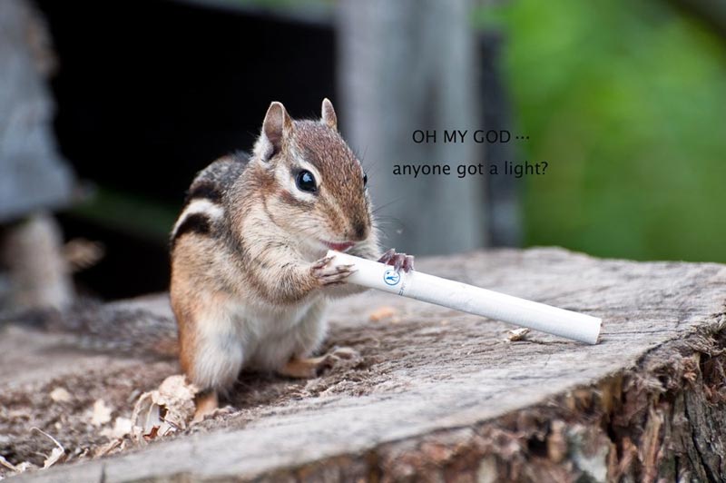 Creative Humorous Photography